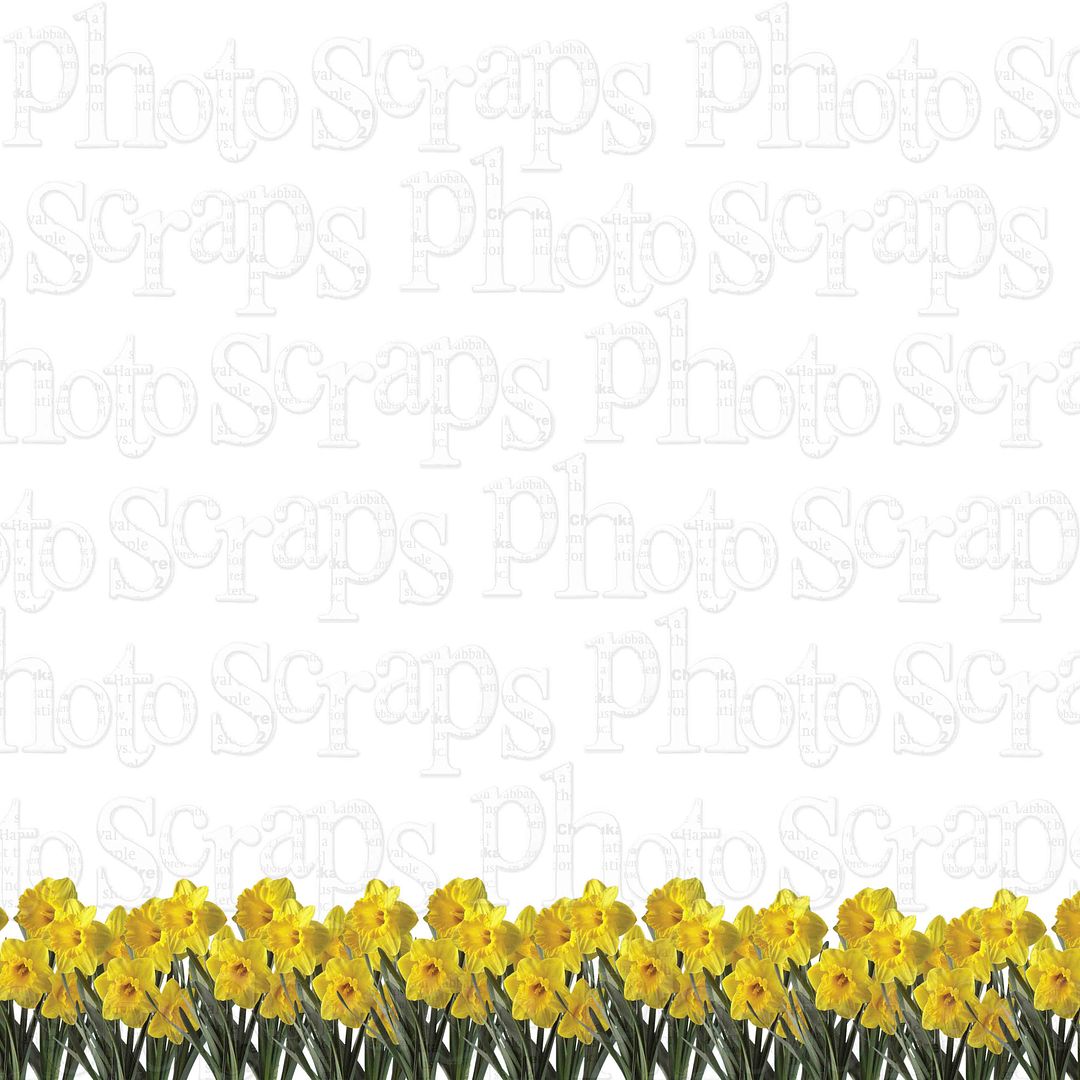 Daffodil Border – Photo Scraps