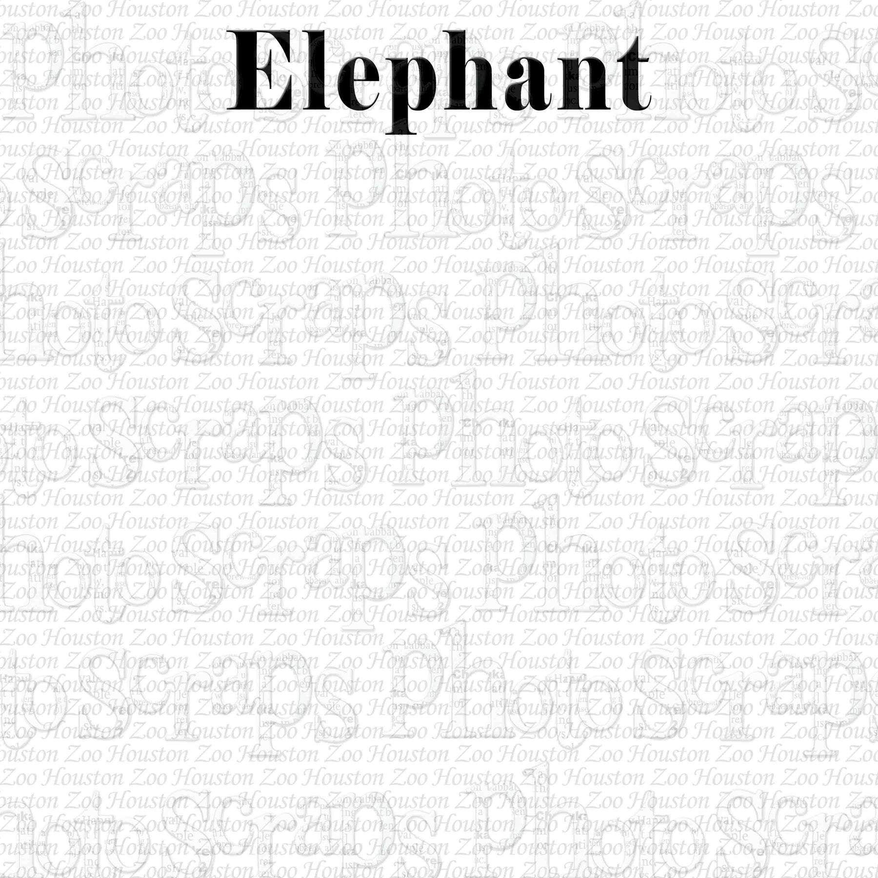 Texas Elephant Houston Zoo Title Paper – Photo Scraps